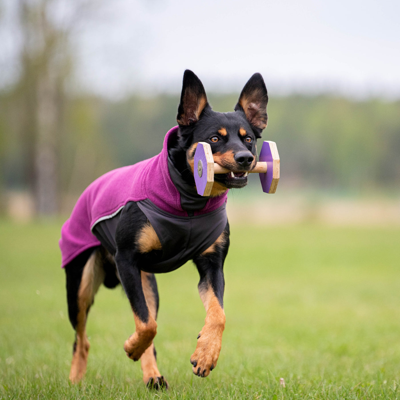 JumppaPomppa Plum - Fleece sweater for dogs